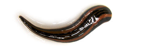 LIVE Hirudo Leeches For Sale – Leech.com