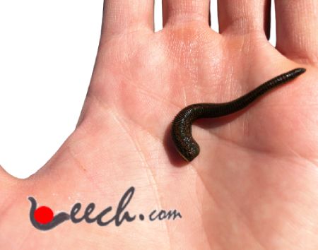 LEECHES FOR SALE: Leech Shopping Online – Leech.com