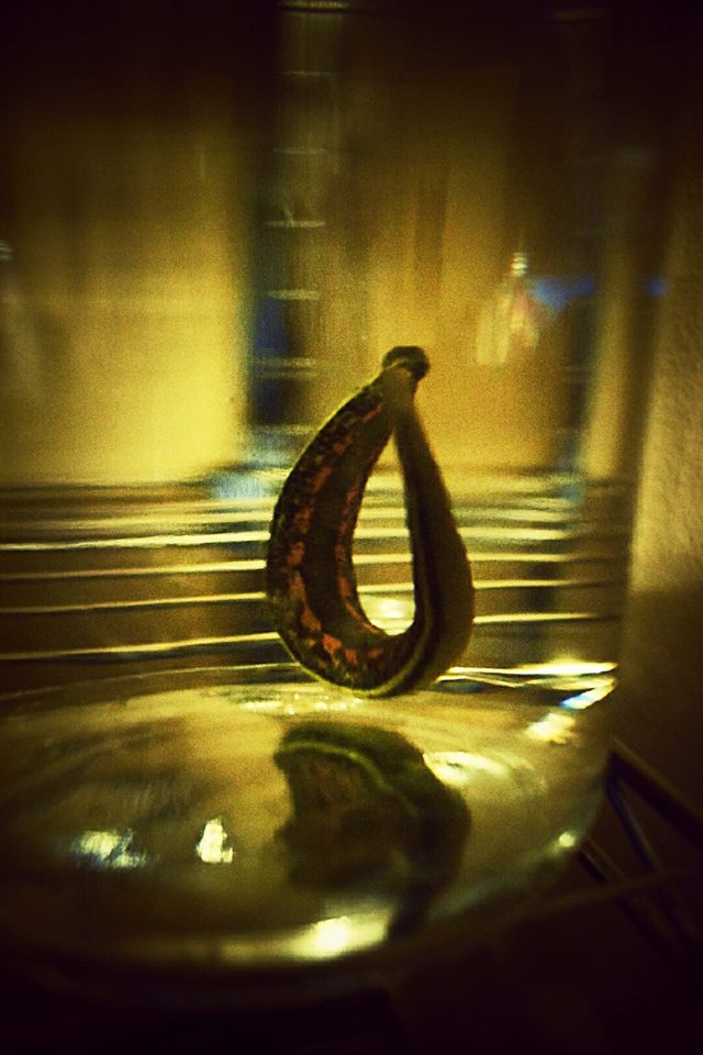 Adult Leeches for Mating – Leech.com
