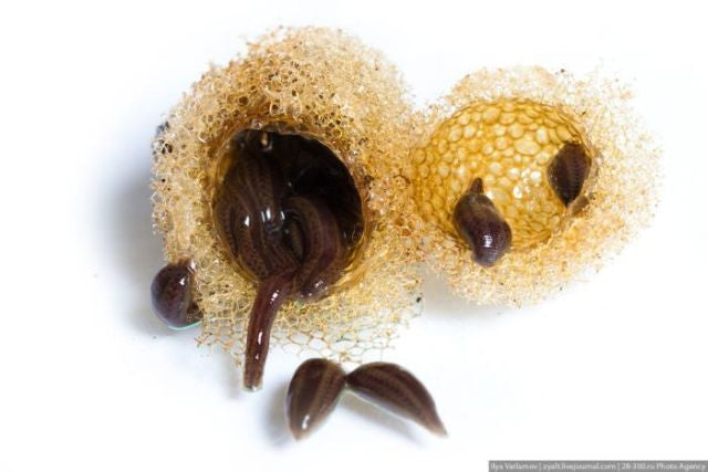 Open media 1 in modal