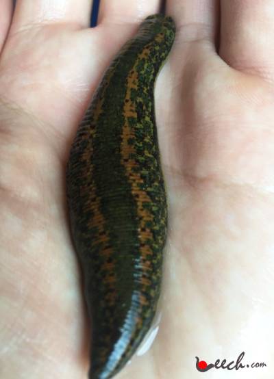 XXXL Leech (Extra-Jumbo Size) – Leech.com