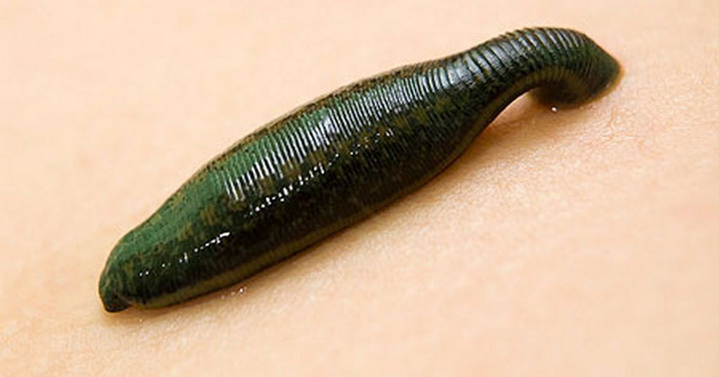 Extra-Large Medical Leech – Leech.com