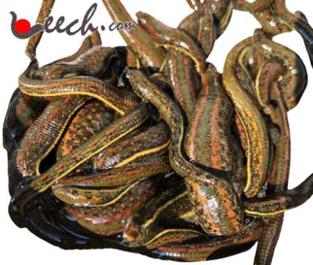 Leech Store Stock of 400 – Leech.com