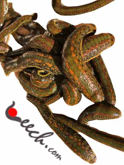 LEECHES FOR SALE: Leech Shopping Online – Leech.com