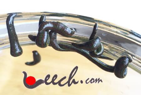 LEECHES FOR SALE: Leech Shopping Online – Leech.com