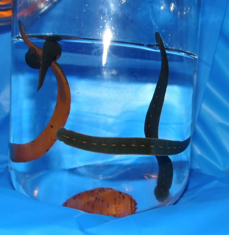 North American Leech - Macrobdella Decora – Leech.com